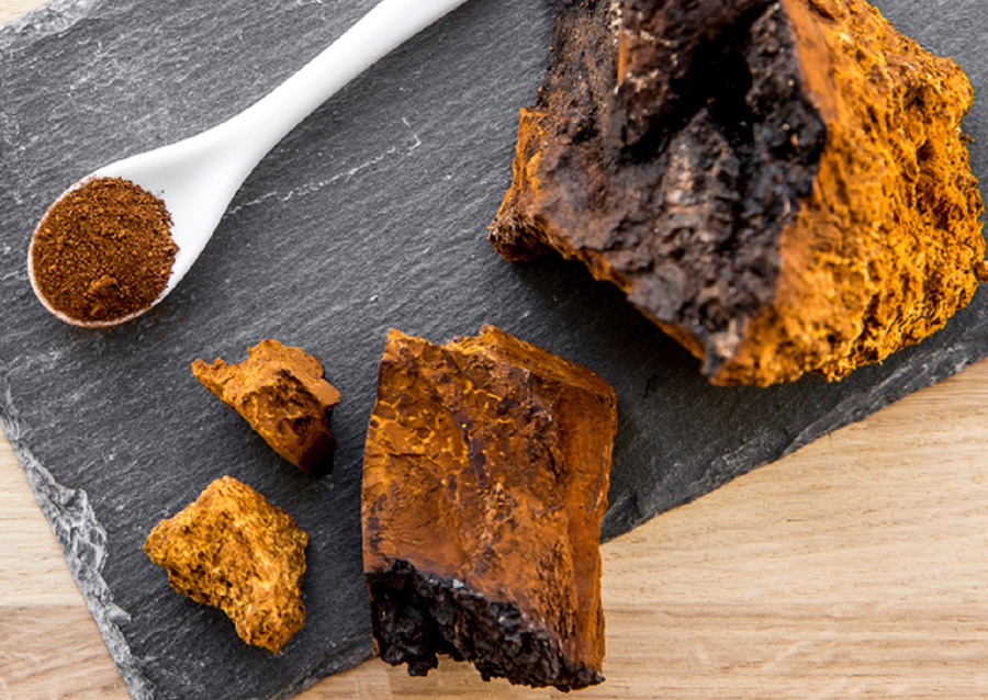 VI. 2. Gombák: Chaga (Inonotus obliquus) - Naja Egészség