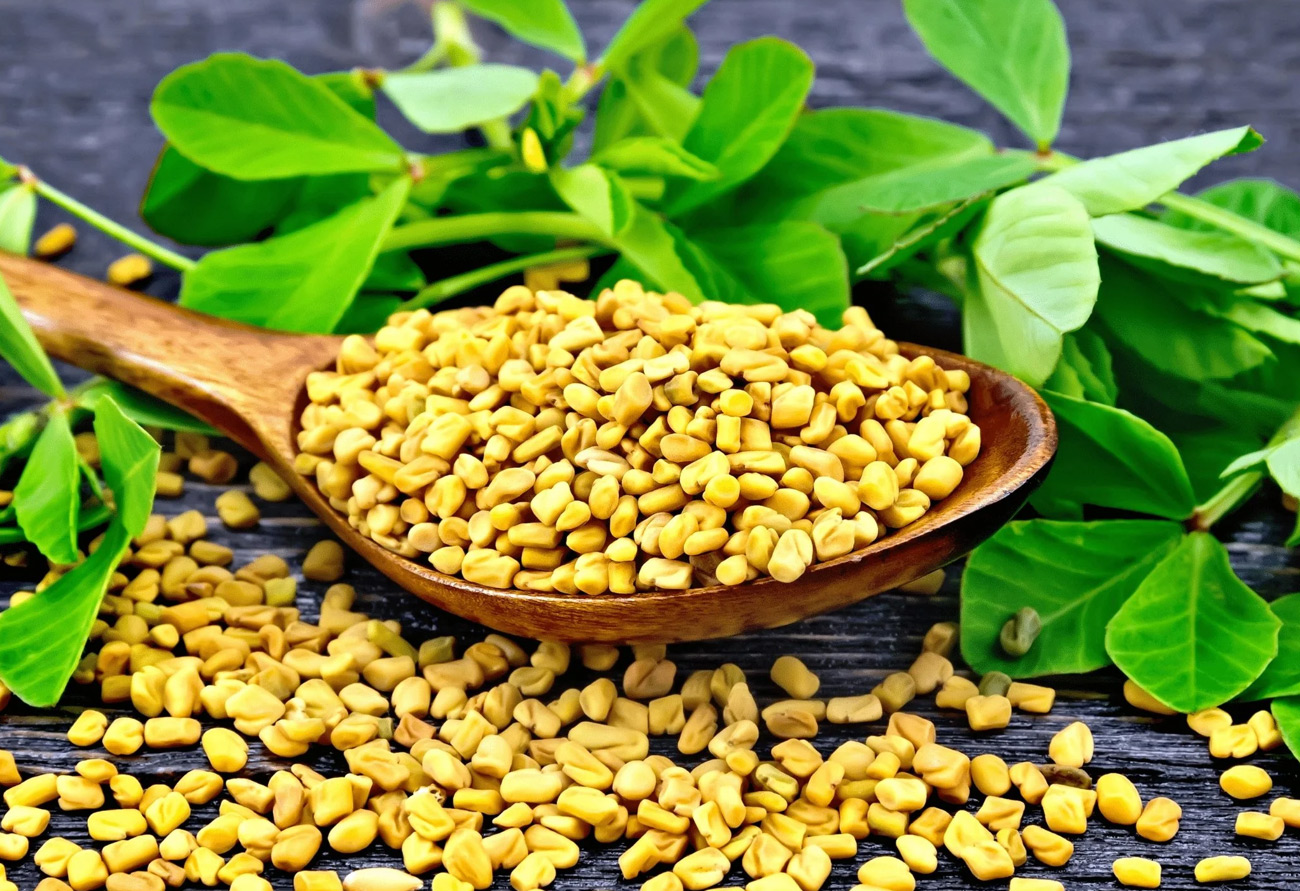 Görögszéna (Trigonella foenum-graecum) - Naja Egészség